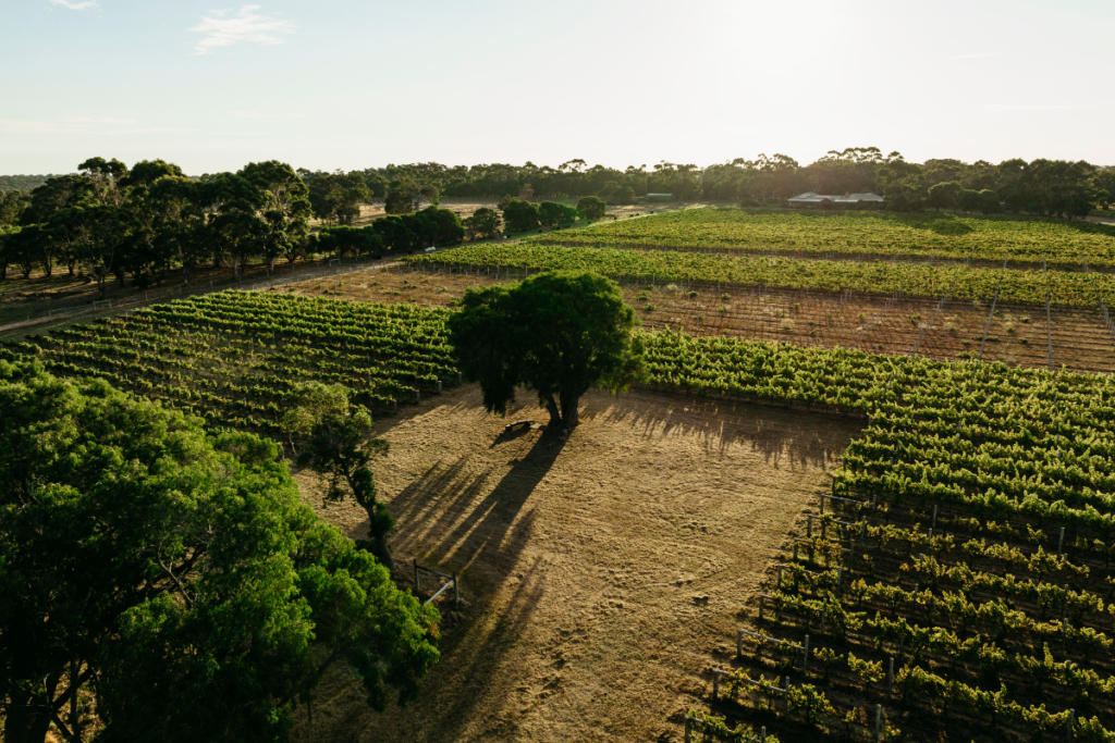 The 5 Best Wine Regions in Western Australia: 2025 Guide - Hunter and Bligh