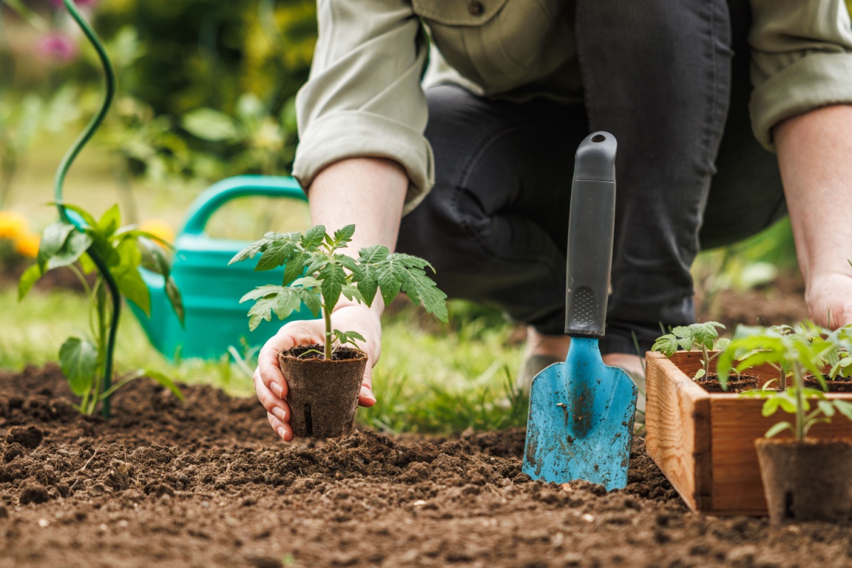 Top 5 Tips for Growing a Vegetable Garden - Hunter and Bligh